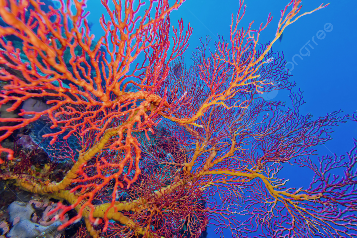 10 Taman Laut Terindah yang Membuktikan Keindahan Indonesia
